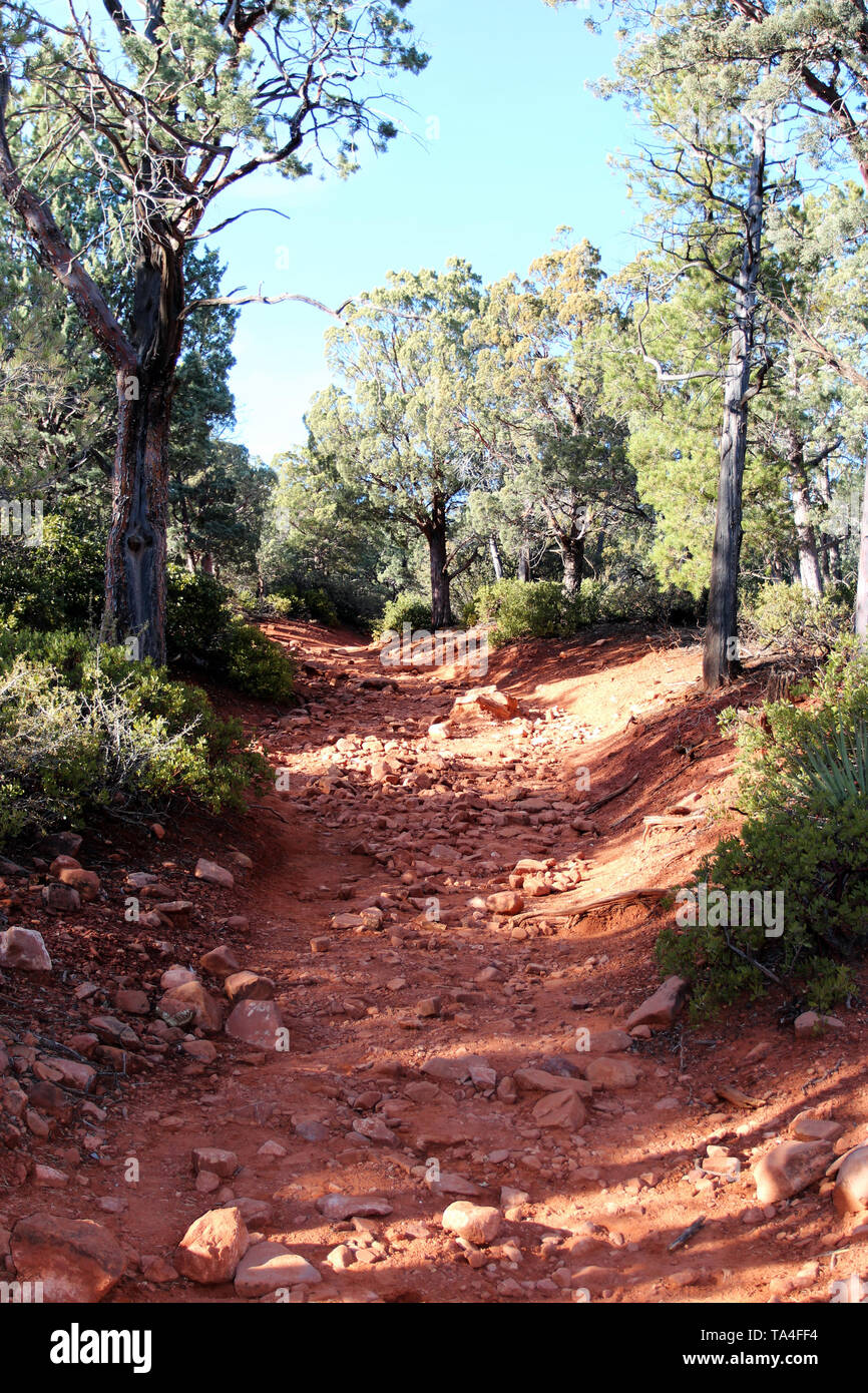 The red rocky, dirt path lined with evergreen trees and shrubs on the ...