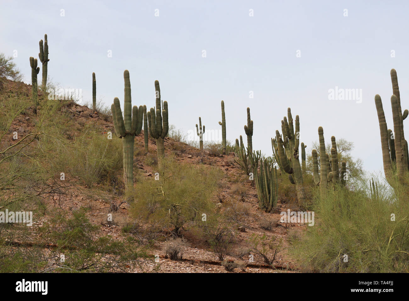A rocky mountainside covered with Saguaro cacti, Palo Verde shrubs and ...