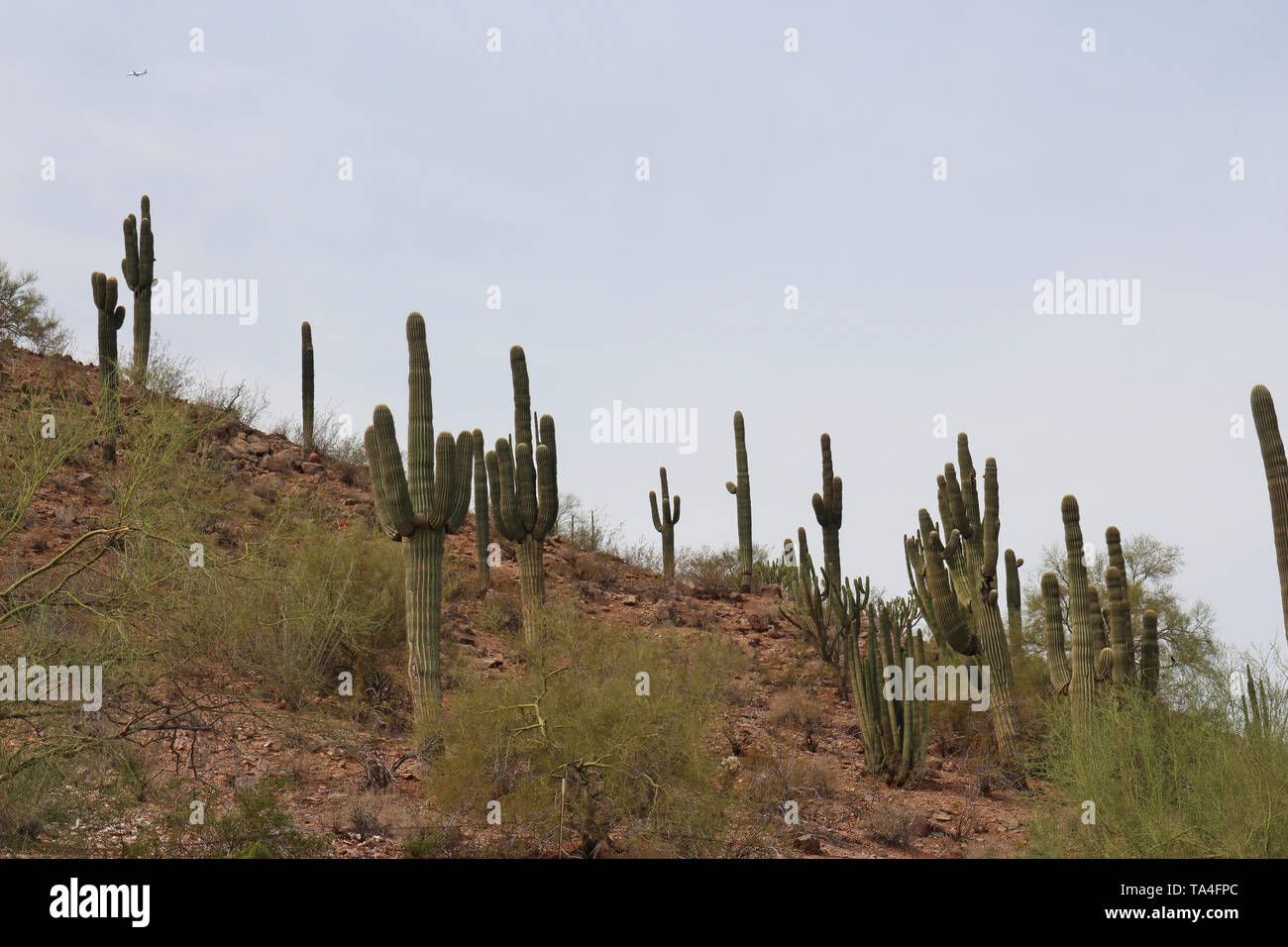 An airplane flying over a rocky mountainside covered with Saguaro cacti ...