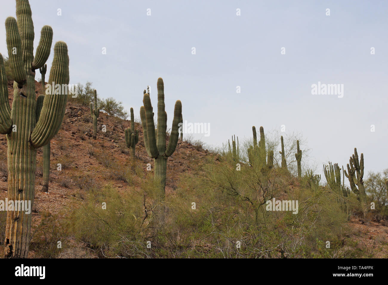 Columnar cacti hi-res stock photography and images - Alamy