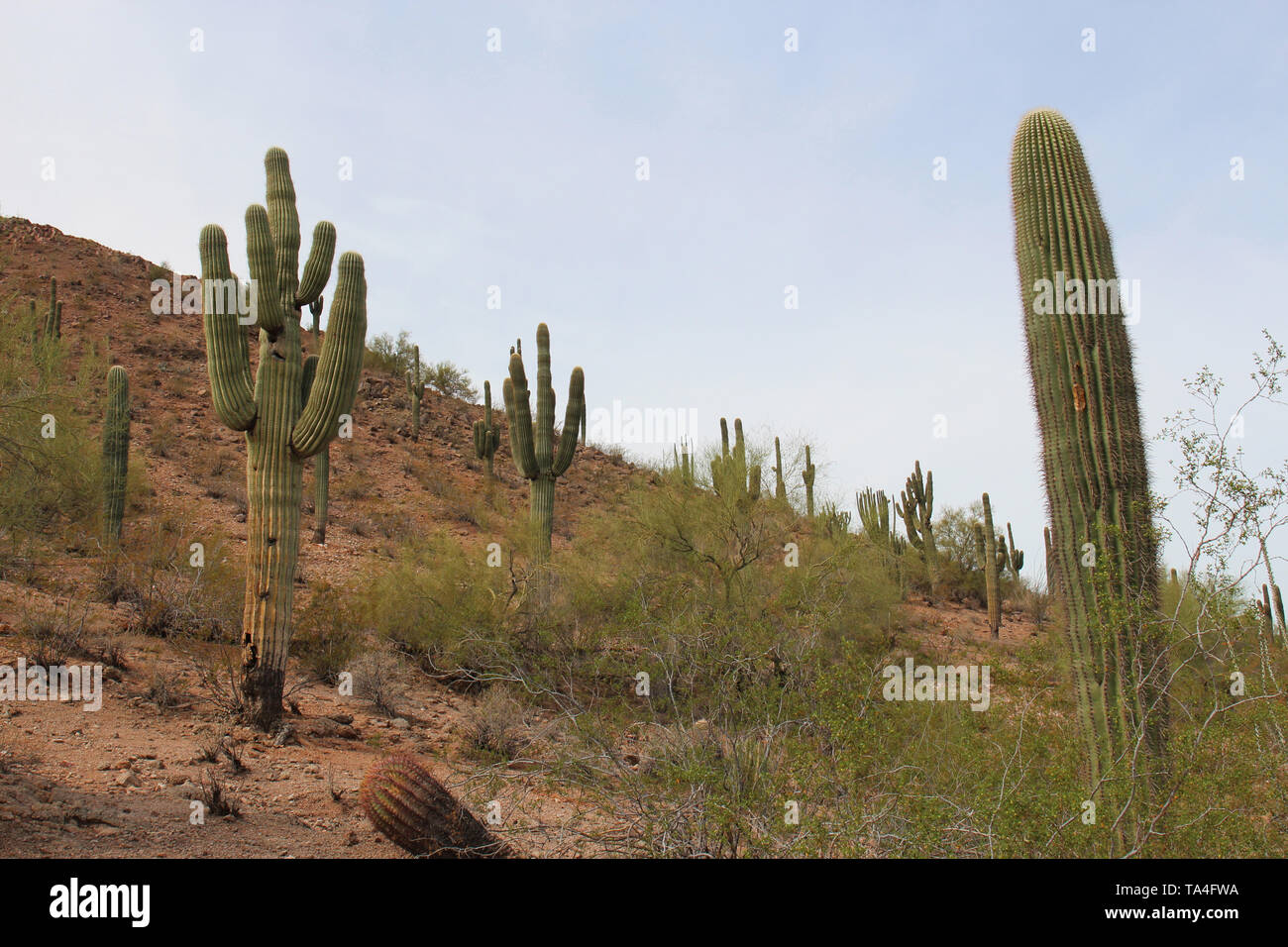A rocky mountainside covered with Saguaro cacti, Palo Verde shrubs and ...