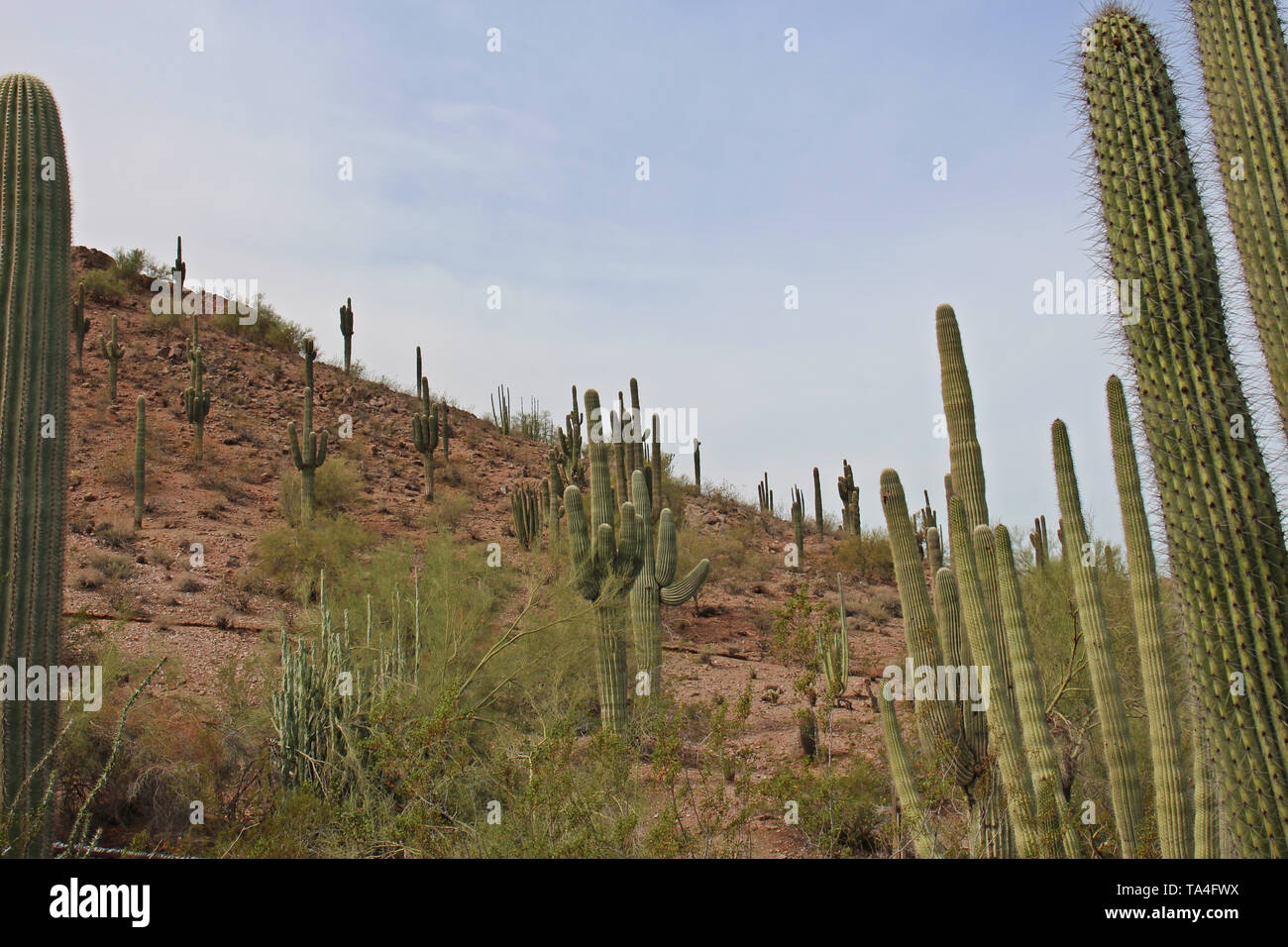A rocky mountainside covered with Saguaro cacti, Palo Verde shrubs and ...