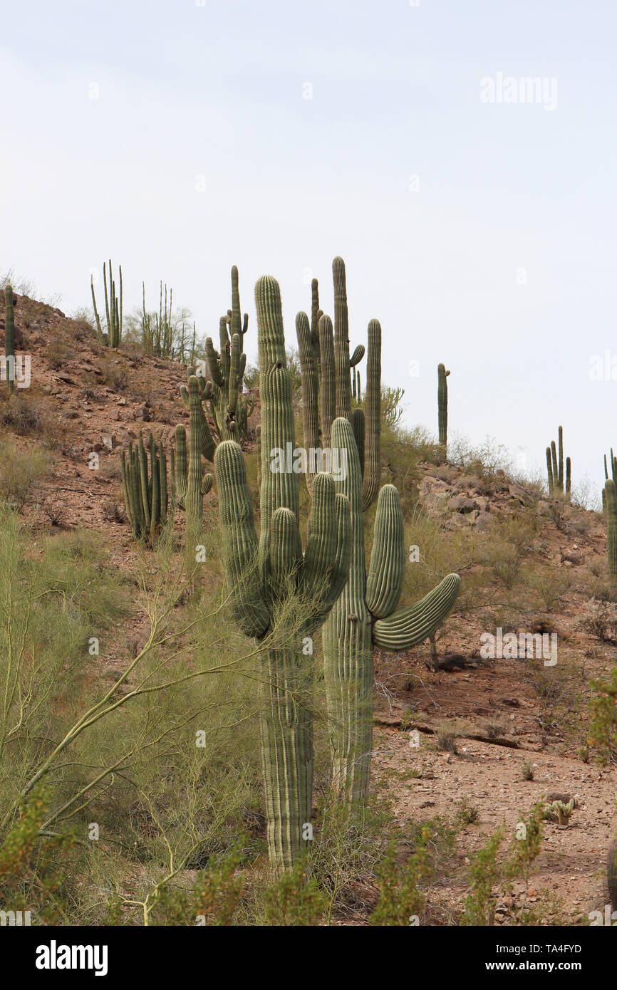 A rocky mountainside covered with Saguaro cacti, Palo Verde shrubs and ...