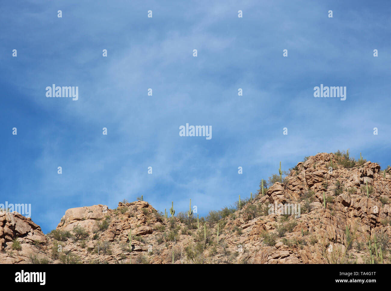 Creosote scrub vegetation hi-res stock photography and images - Alamy