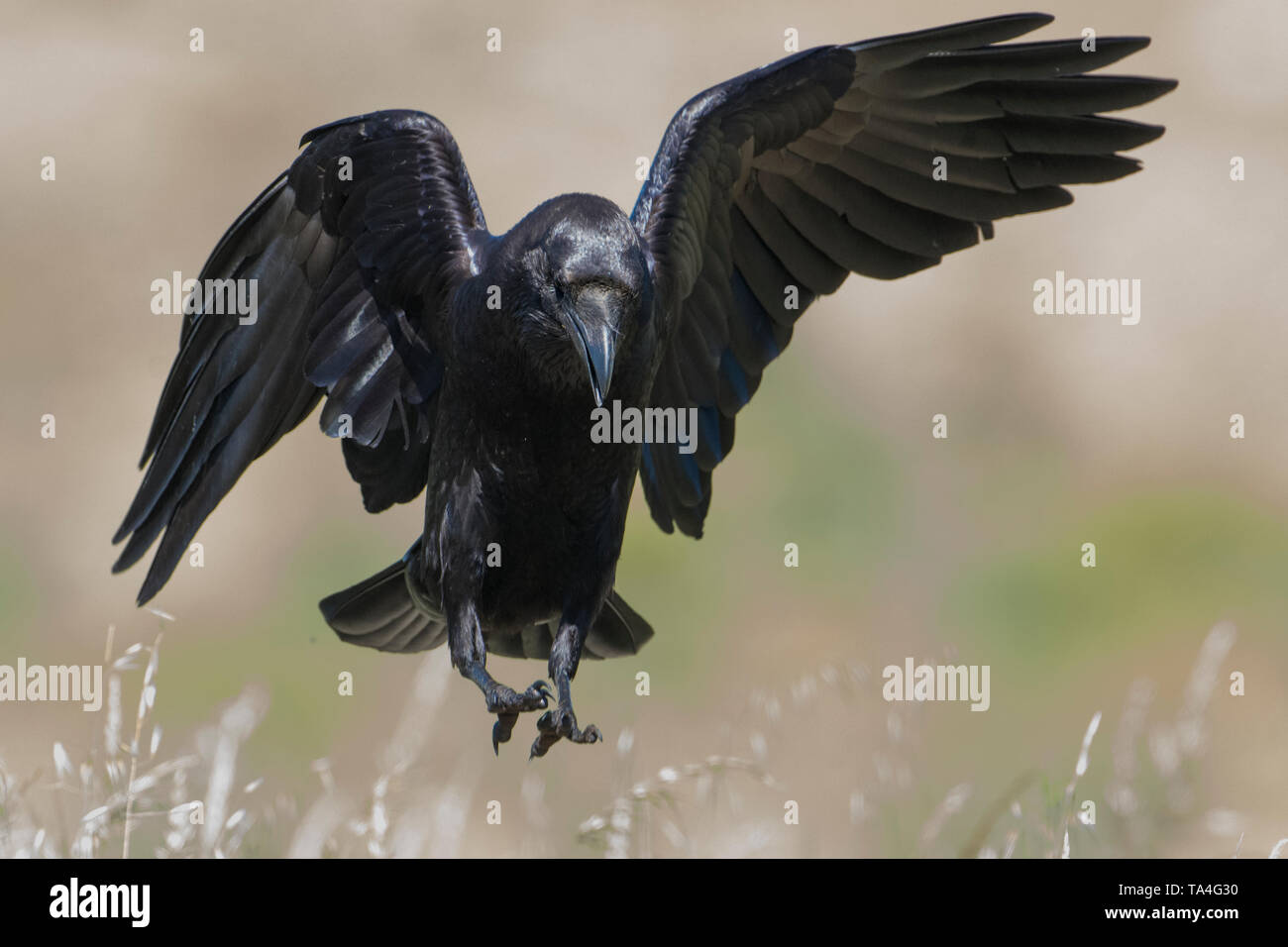 Common raven (Corvus corax), flying before landing, Extremadura, Spain ...