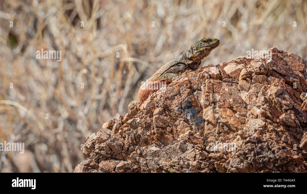 Chuckwalla arizona hi-res stock photography and images - Alamy