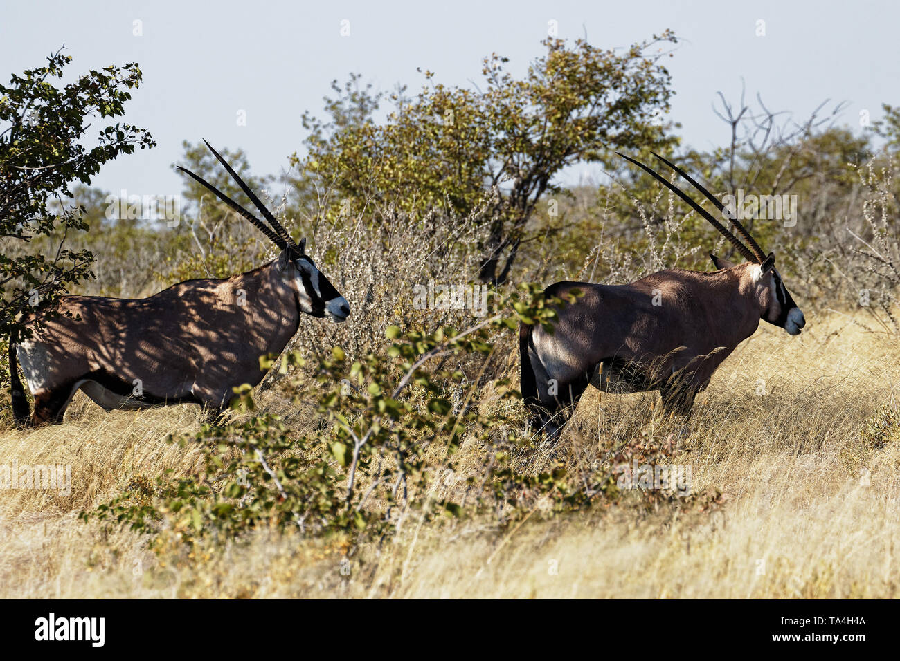 Oryx face hi-res stock photography and images - Alamy