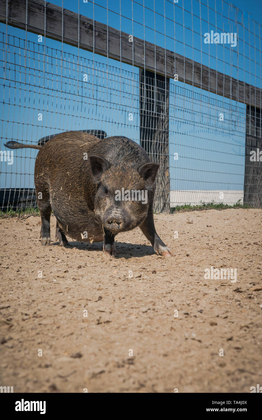 Pot belly pigs hi-res stock photography and images - Alamy