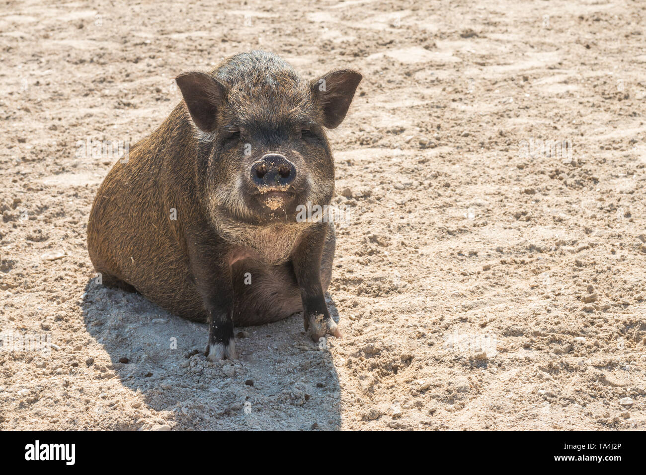 Pot belly pigs hi-res stock photography and images - Alamy