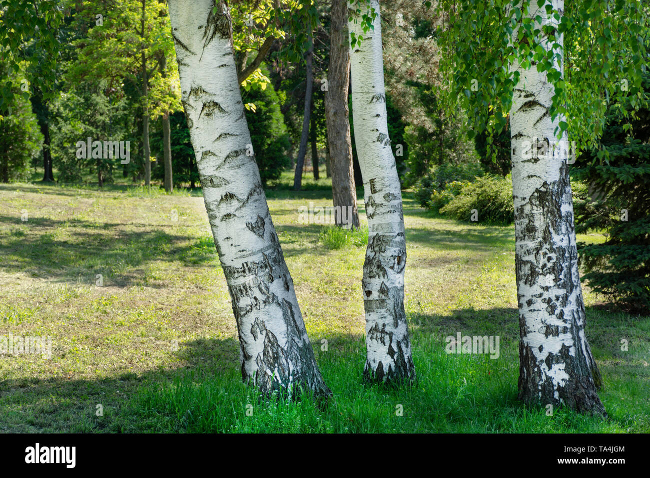 Three birches tree in forest park on a sunny spring day. Birch tree in ...