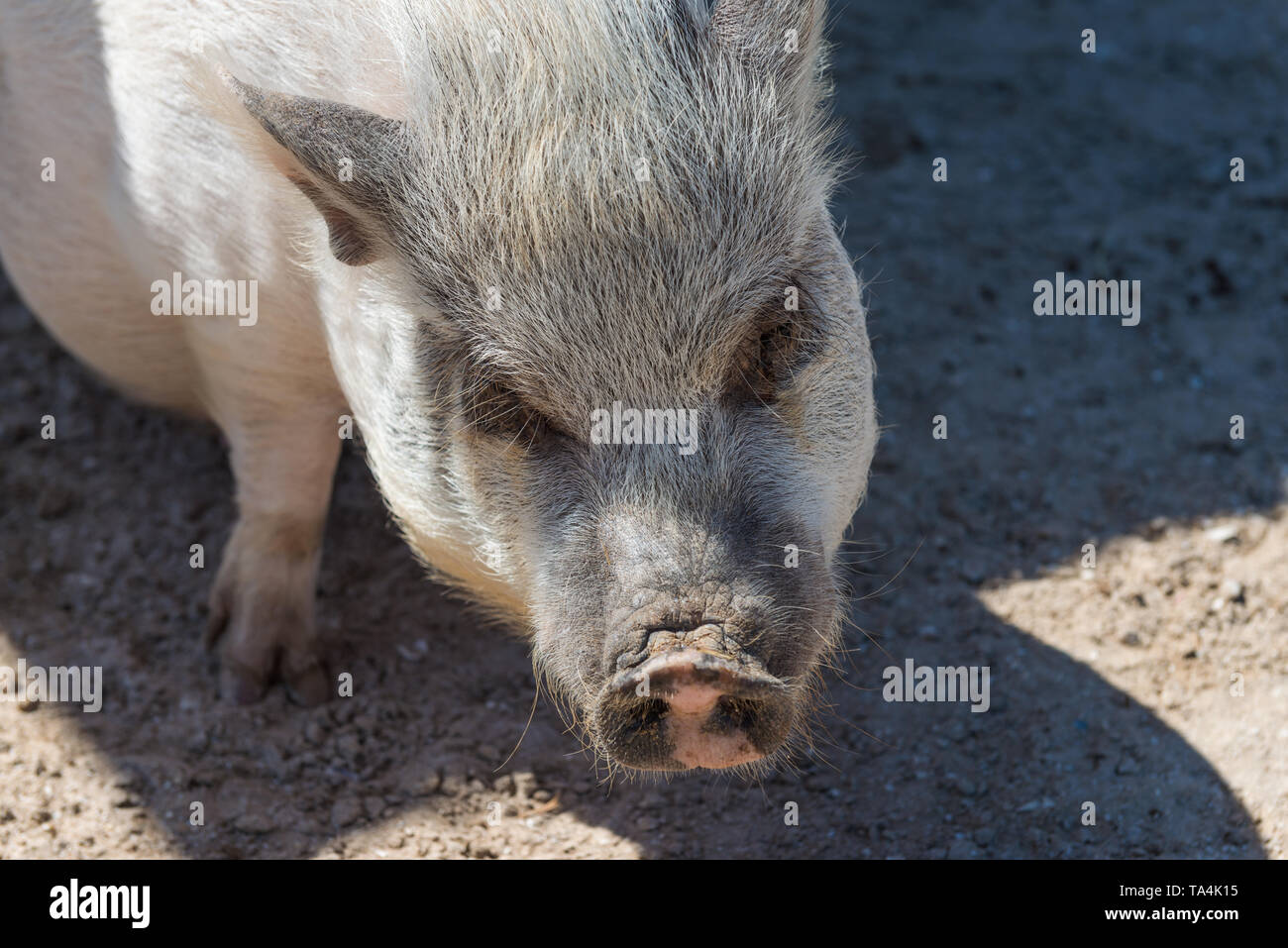 Pot belly pigs hi-res stock photography and images - Alamy