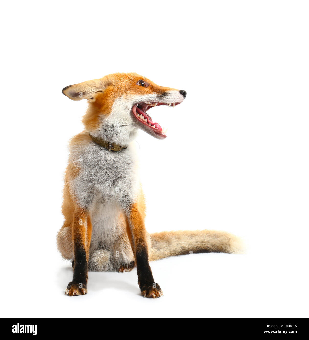 Cute funny fox on white background Stock Photo - Alamy