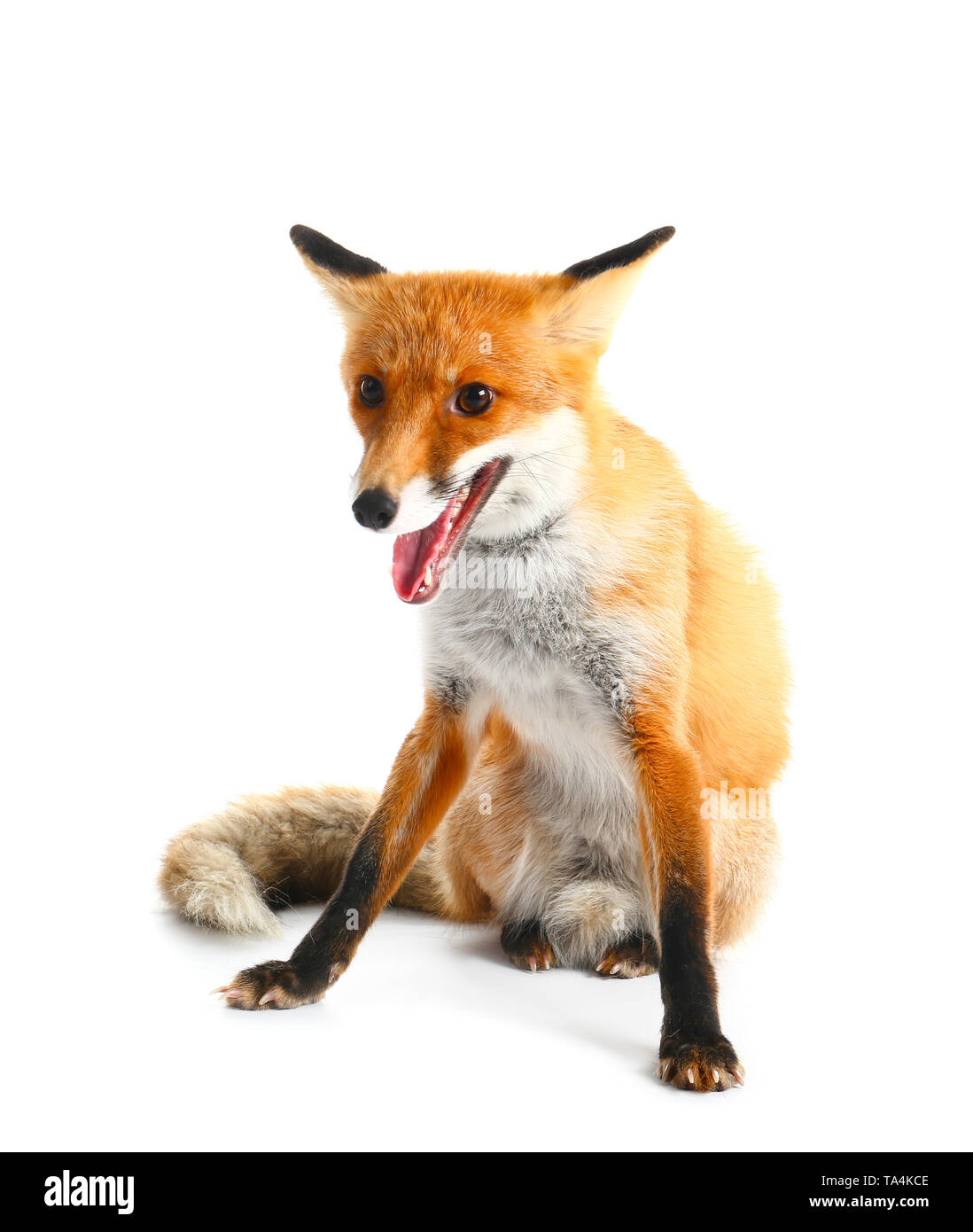 Cute funny fox on white background Stock Photo - Alamy