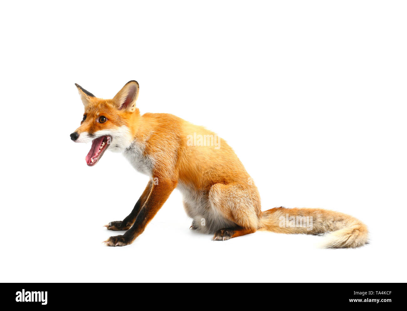 Cute funny fox on white background Stock Photo - Alamy