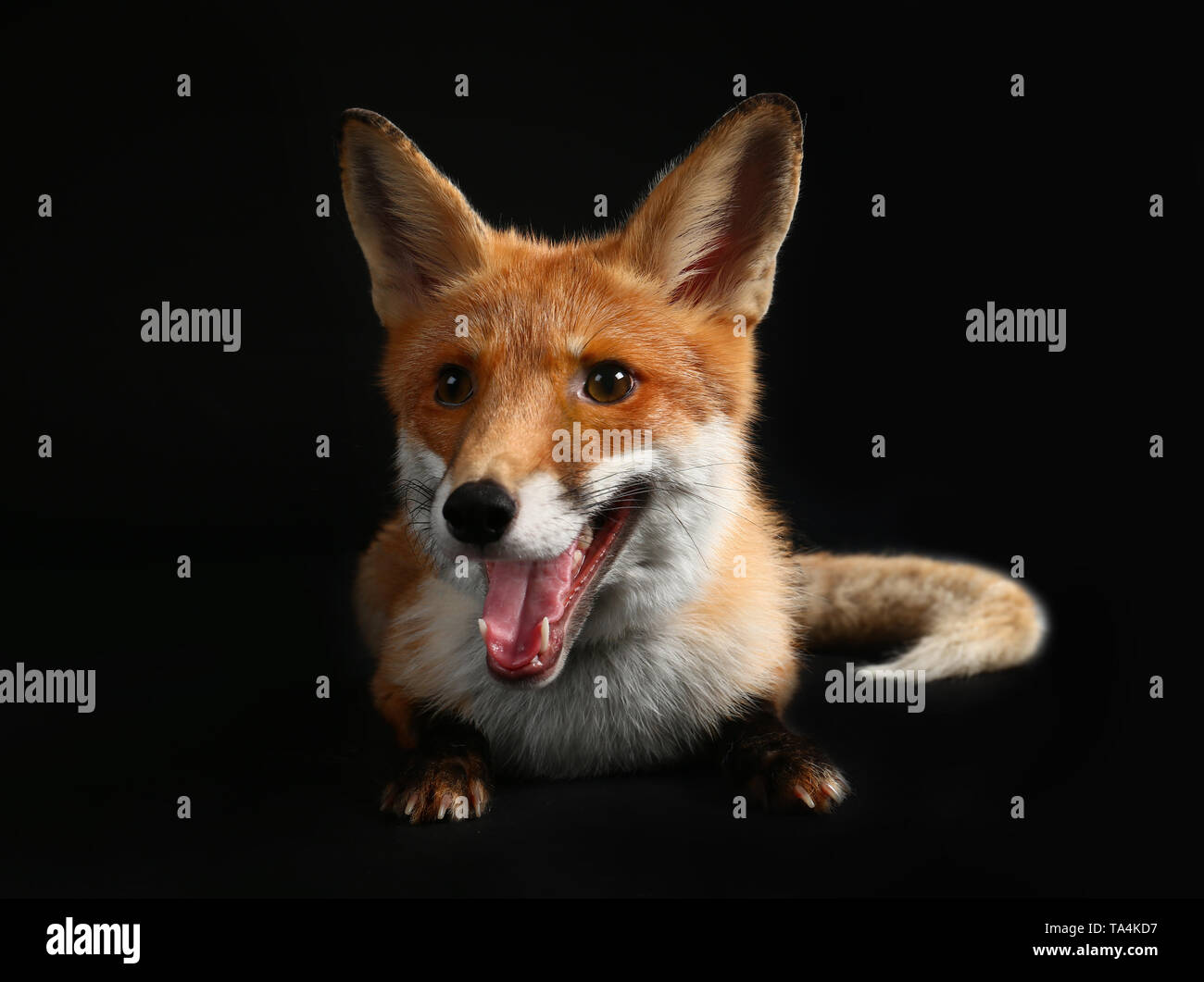 Cute funny fox on dark background Stock Photo - Alamy