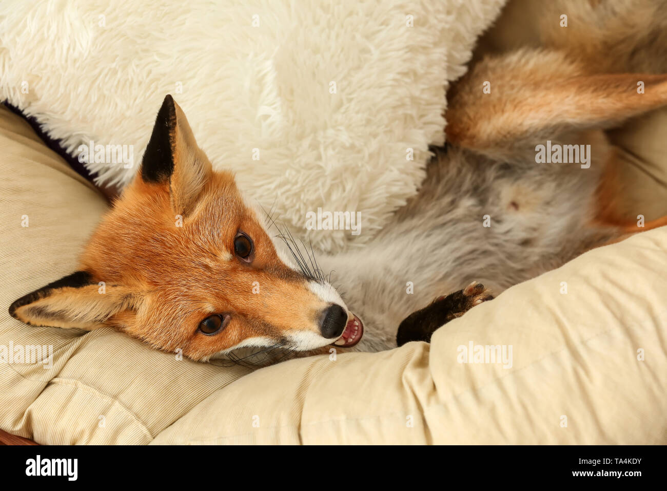 Cute funny fox lying on lounge chair at home Stock Photo - Alamy
