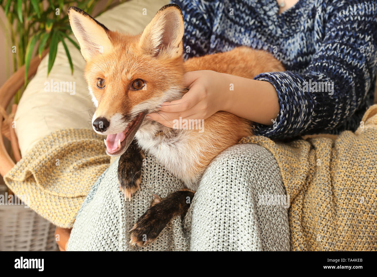 Cute funny fox with owner at home Stock Photo - Alamy