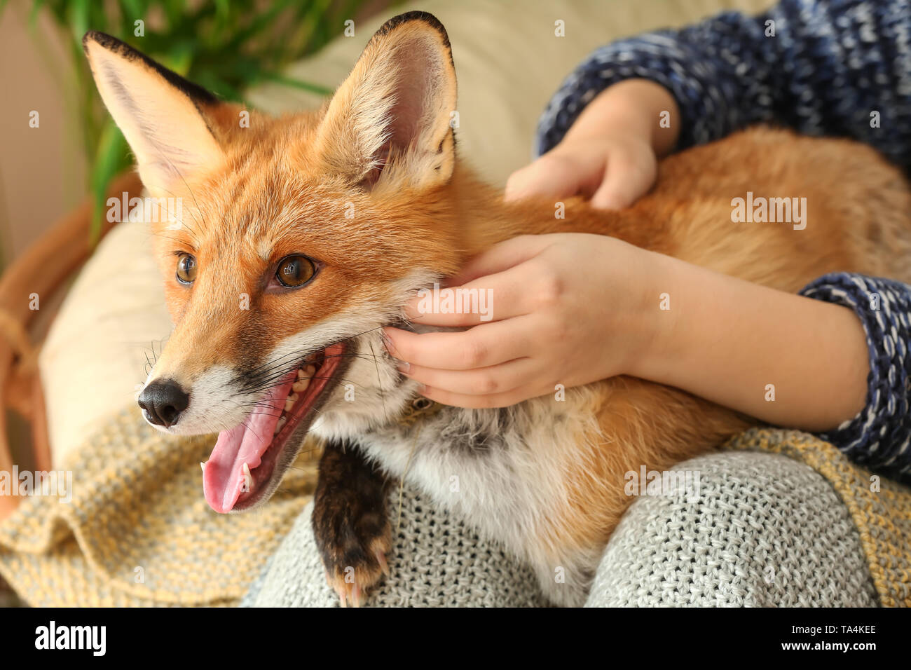 Cute funny fox with owner at home Stock Photo - Alamy
