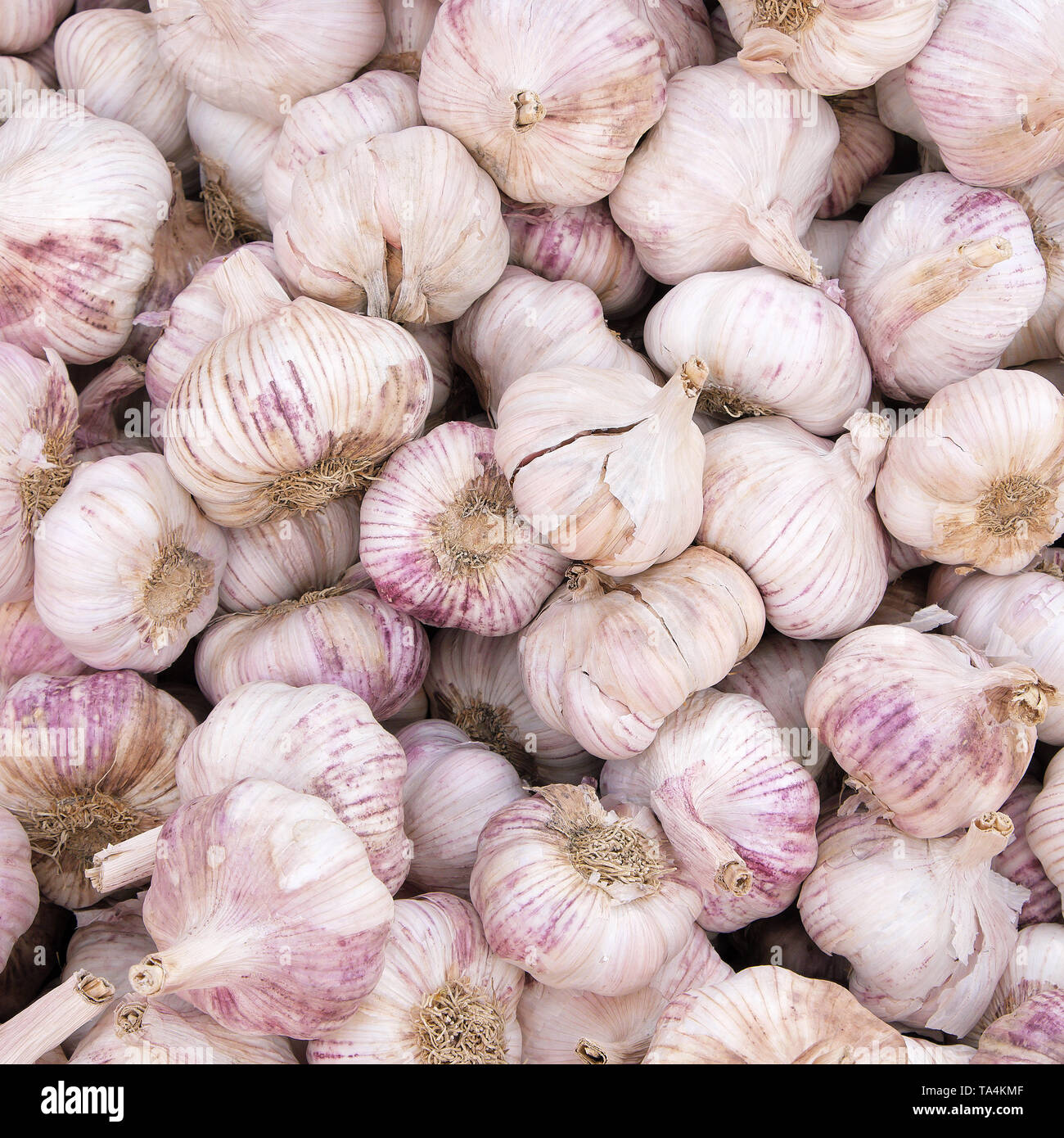 Bulb farmers hi-res stock photography and images - Alamy