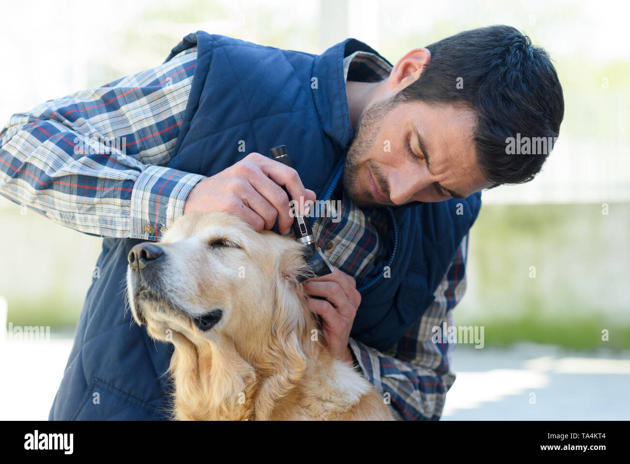 veterinary checking dogs ears Stock Photo - Alamy