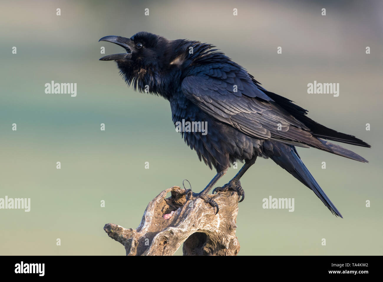 Raven High Resolution Stock Photography and Images - Alamy