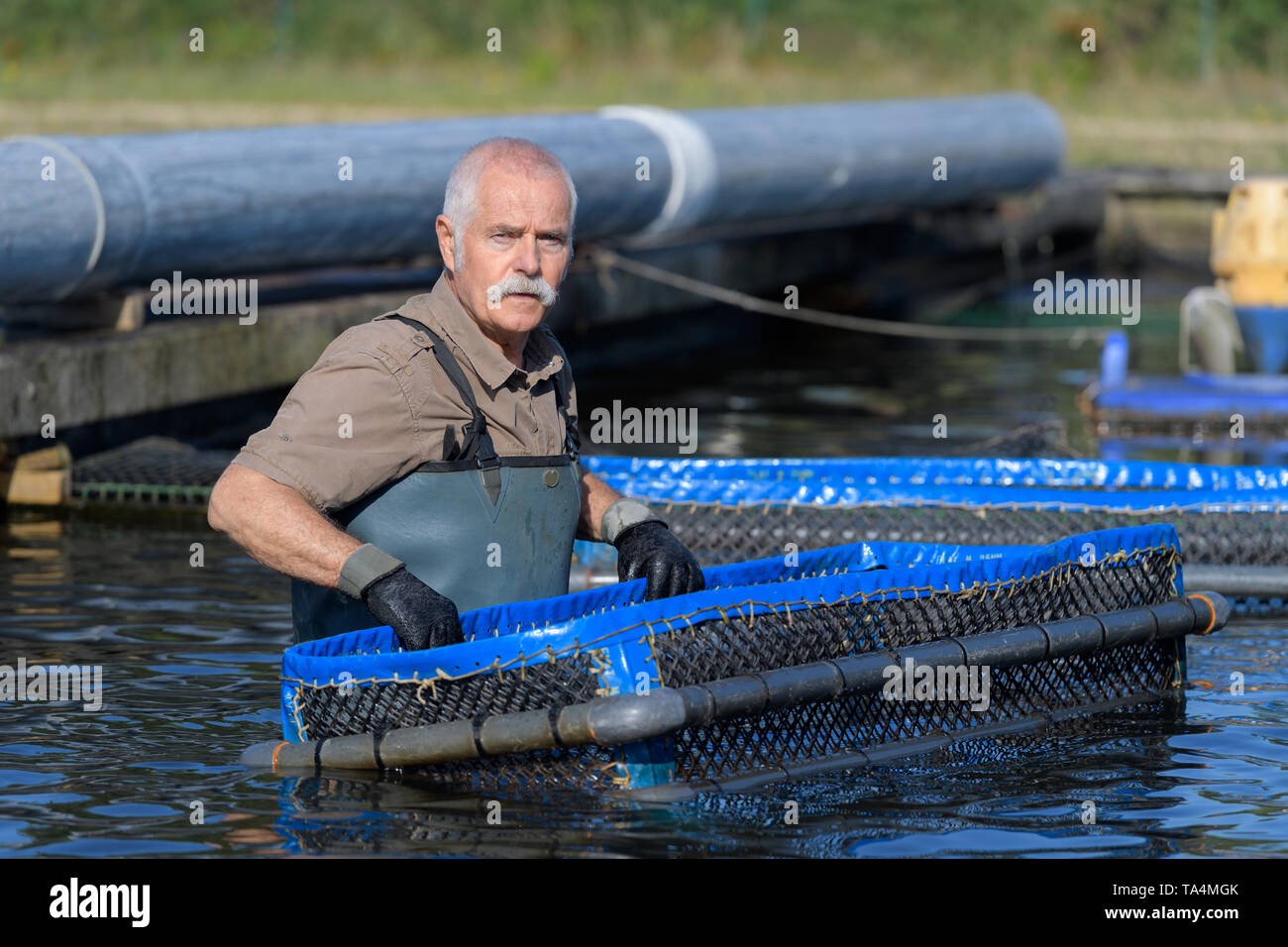senior worker at a fishfarm Stock Photo - Alamy