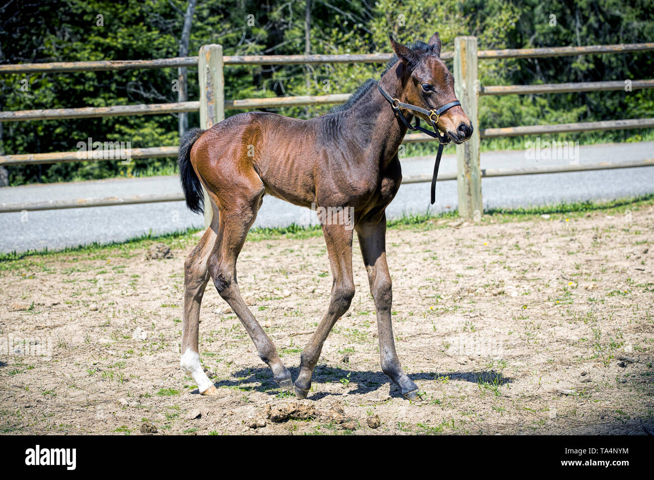 Colt standing hi-res stock photography and images - Alamy