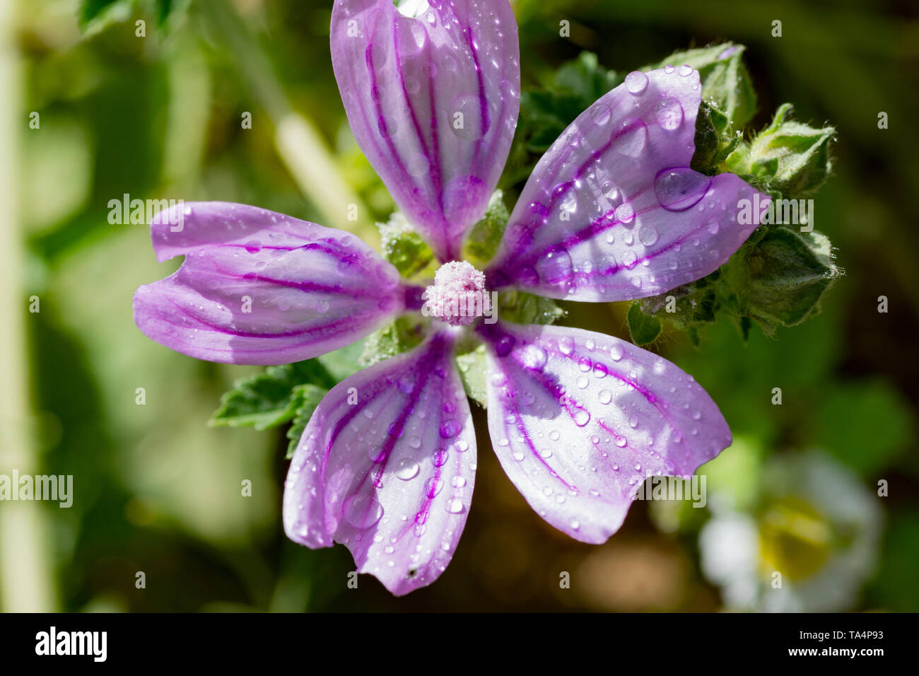 beautiful lilac flower Malva sylvestris with water drops on it Stock ...