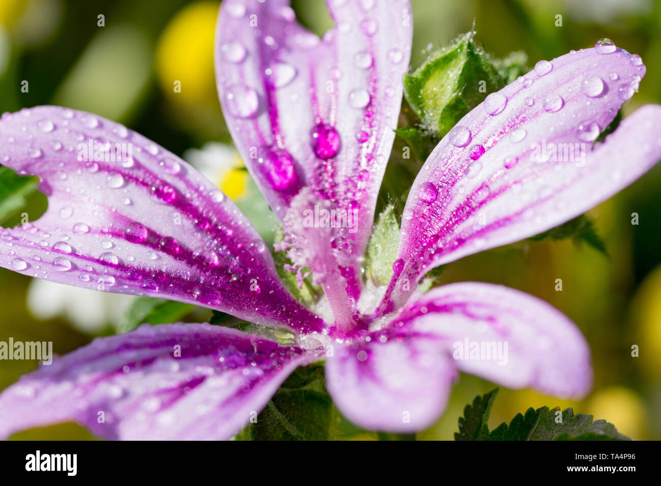 beautiful lilac flower Malva sylvestris with water drops on it Stock ...