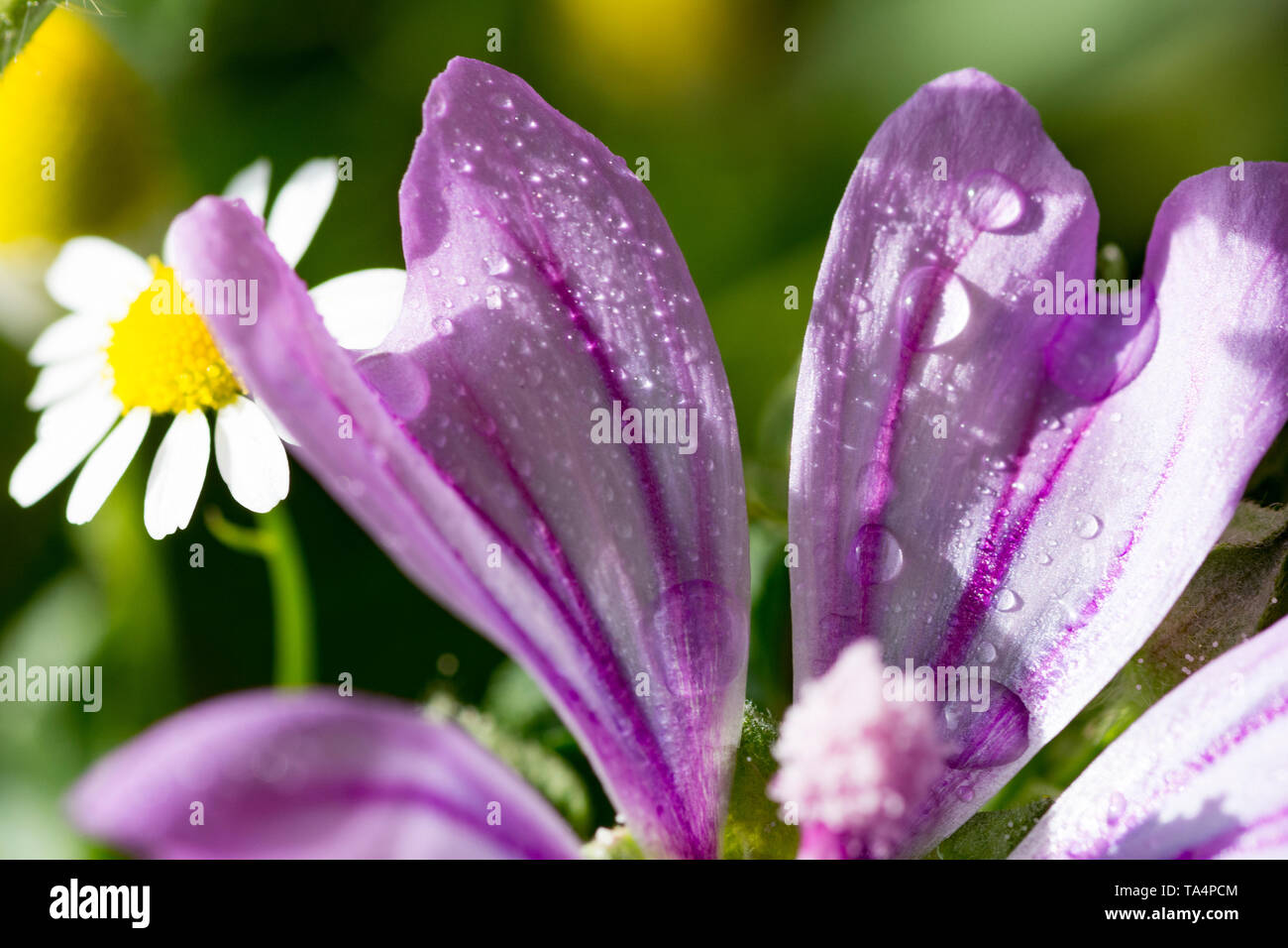 beautiful lilac flower Malva sylvestris with water drops on it Stock ...