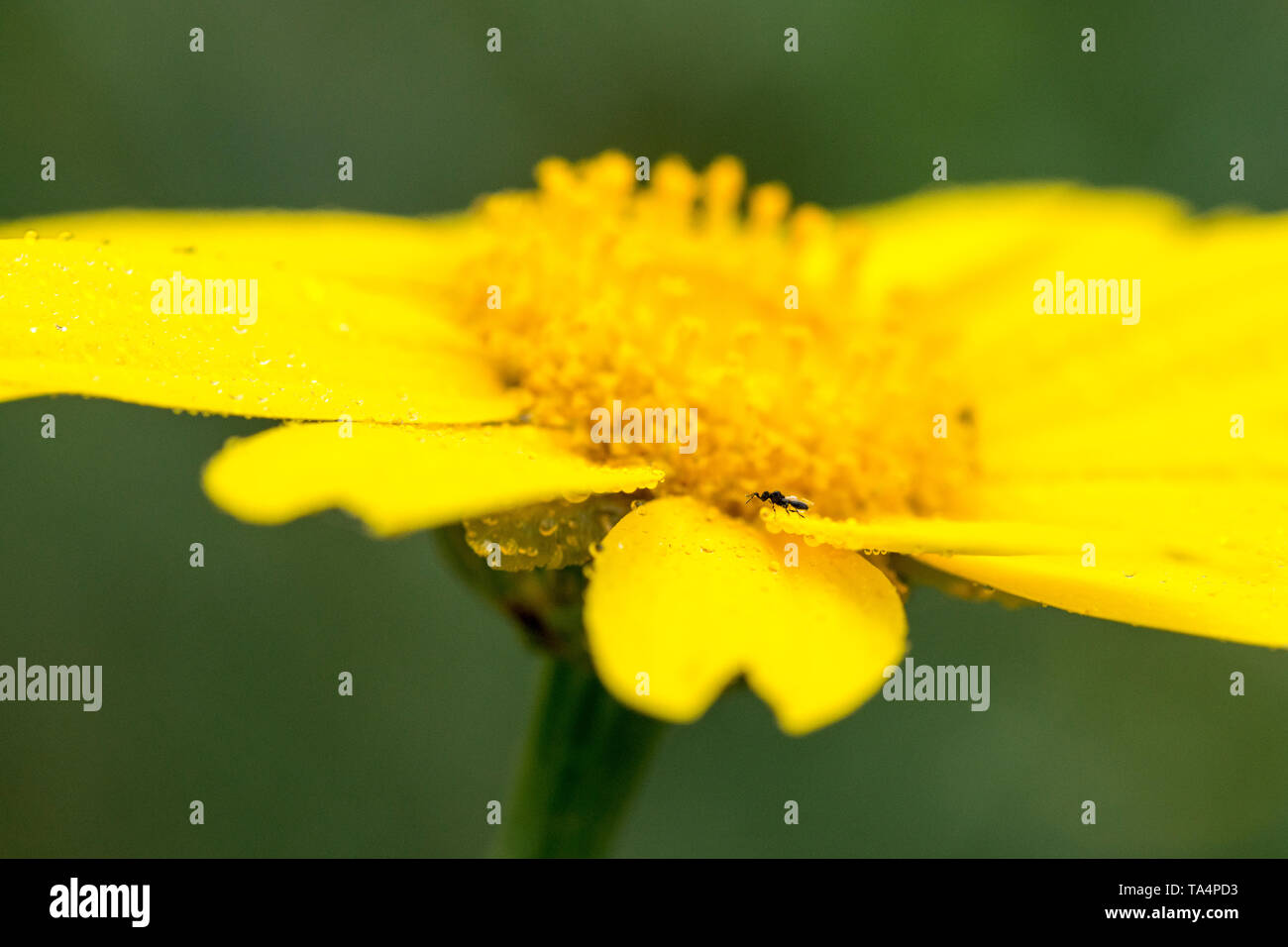small flying ant in a daisy flower ready to jump in the next leaf Stock ...