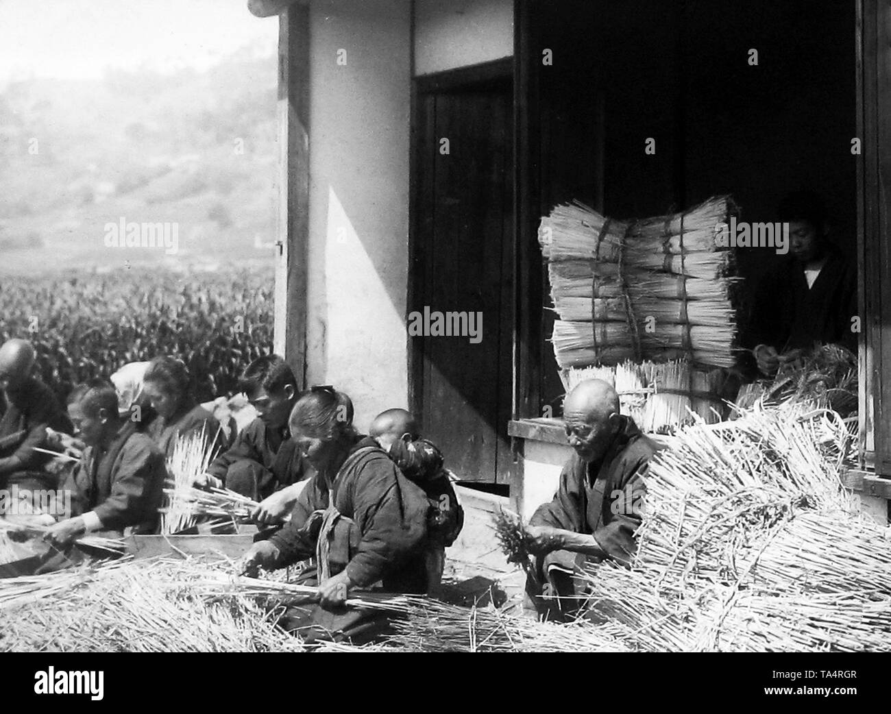 Arranging straw for bedding hi-res stock photography and images - Alamy