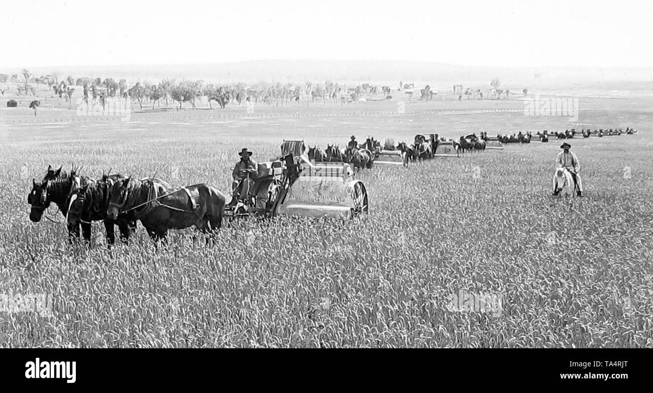Wheat harvest australia hi-res stock photography and images - Alamy