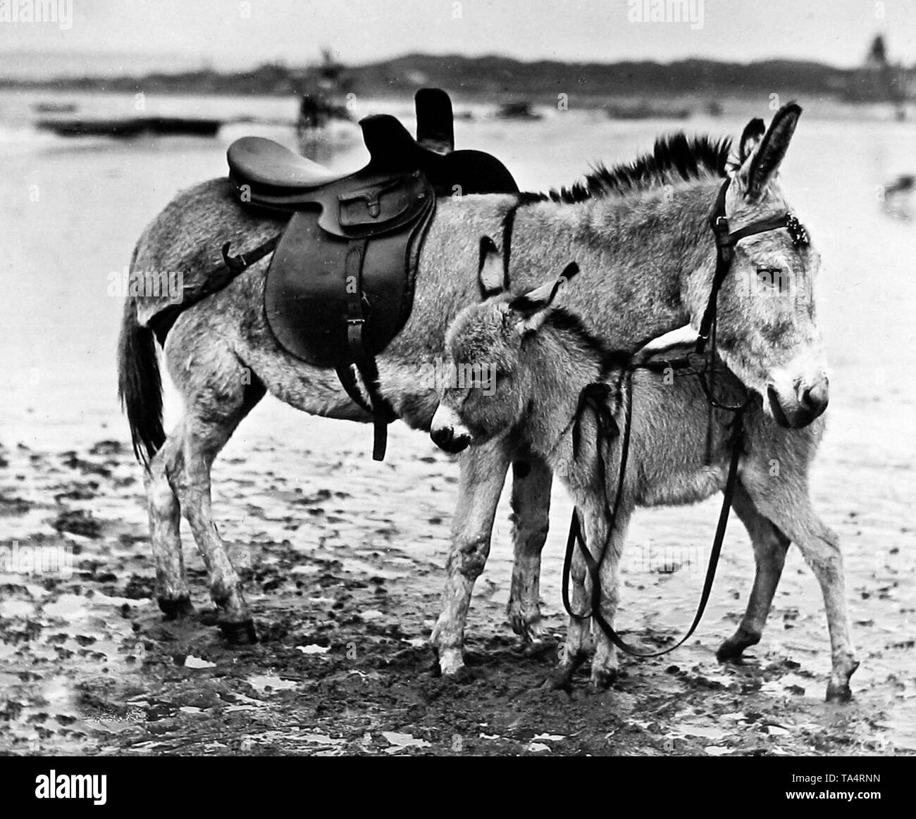 Seaside donkey hi-res stock photography and images - Alamy