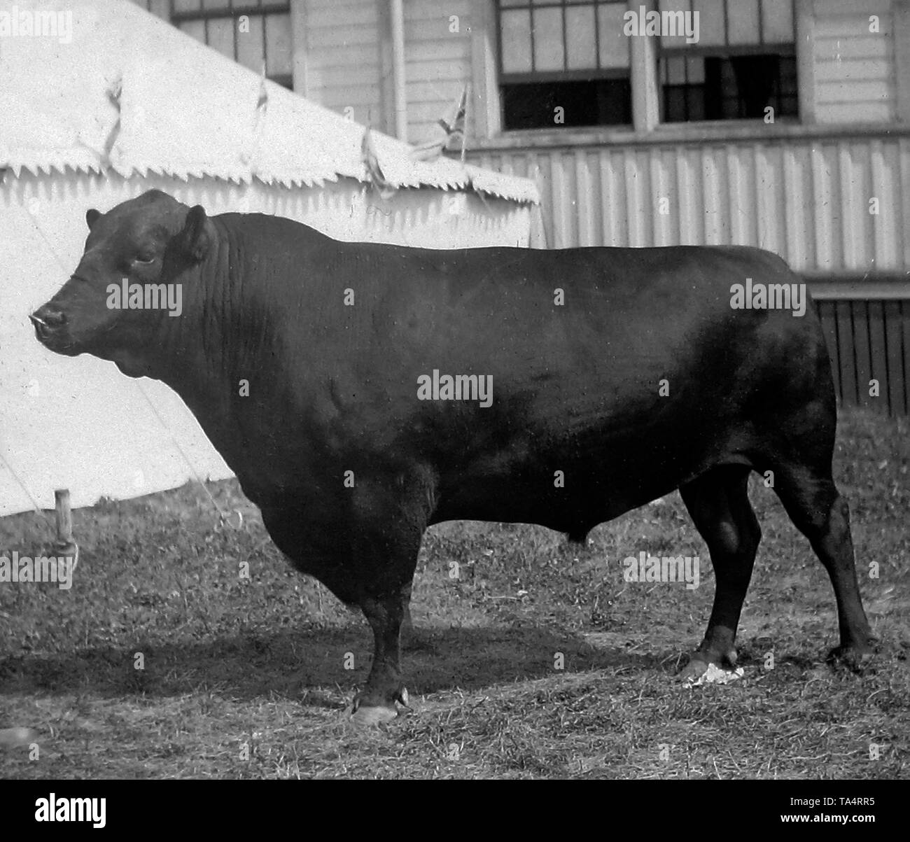 Aberdeen angus cattle hi-res stock photography and images - Alamy