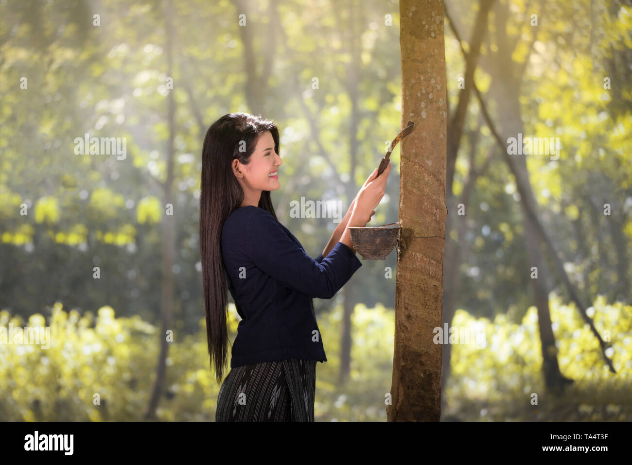 Rubber tapping hi-res stock photography and images - Alamy
