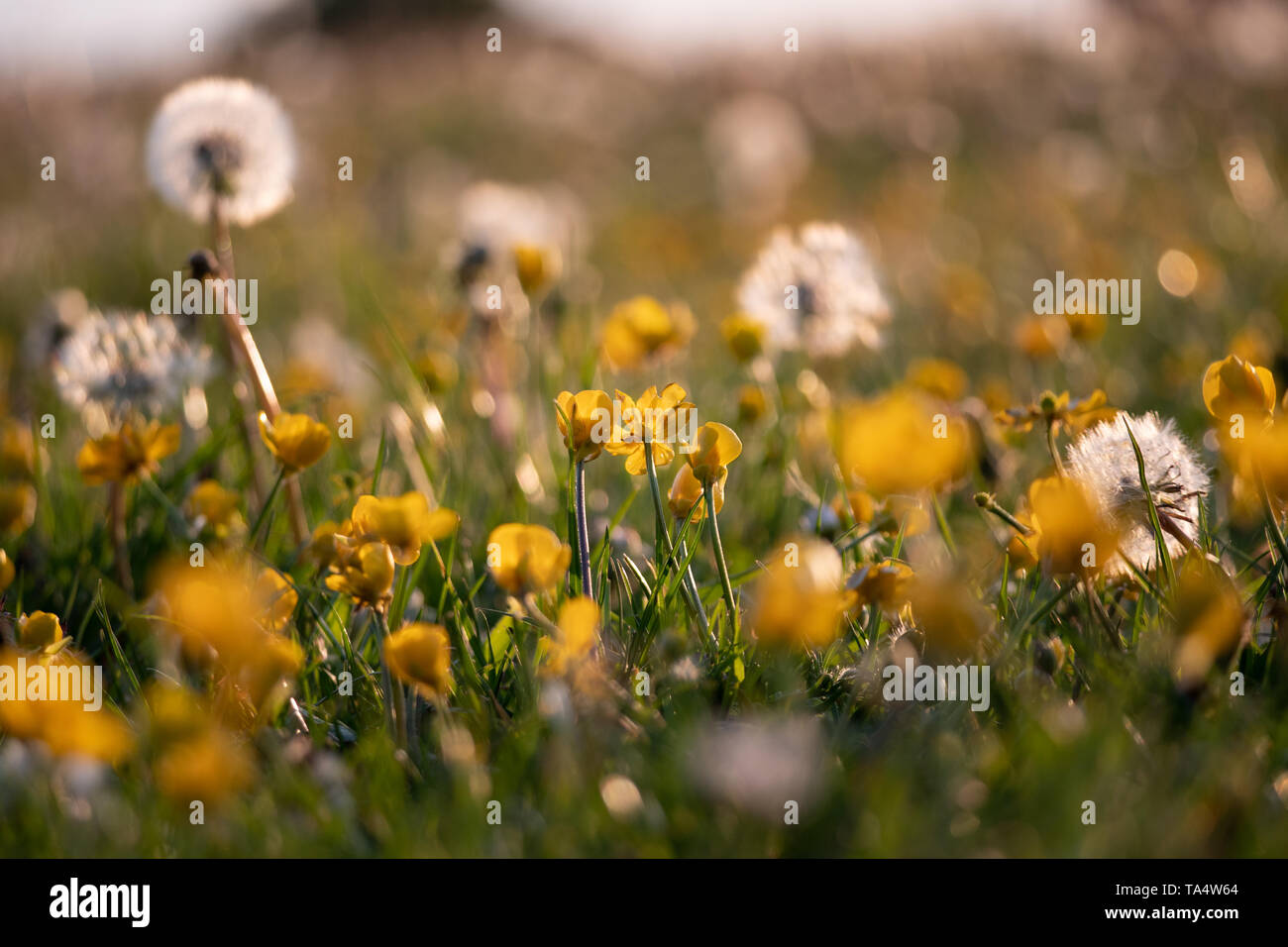 Dandelions and buttercups wild flowers in field with green grass Stock ...