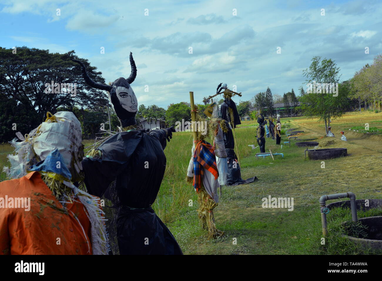 Scarecrows in a field, pasakdek Stock Photo - Alamy