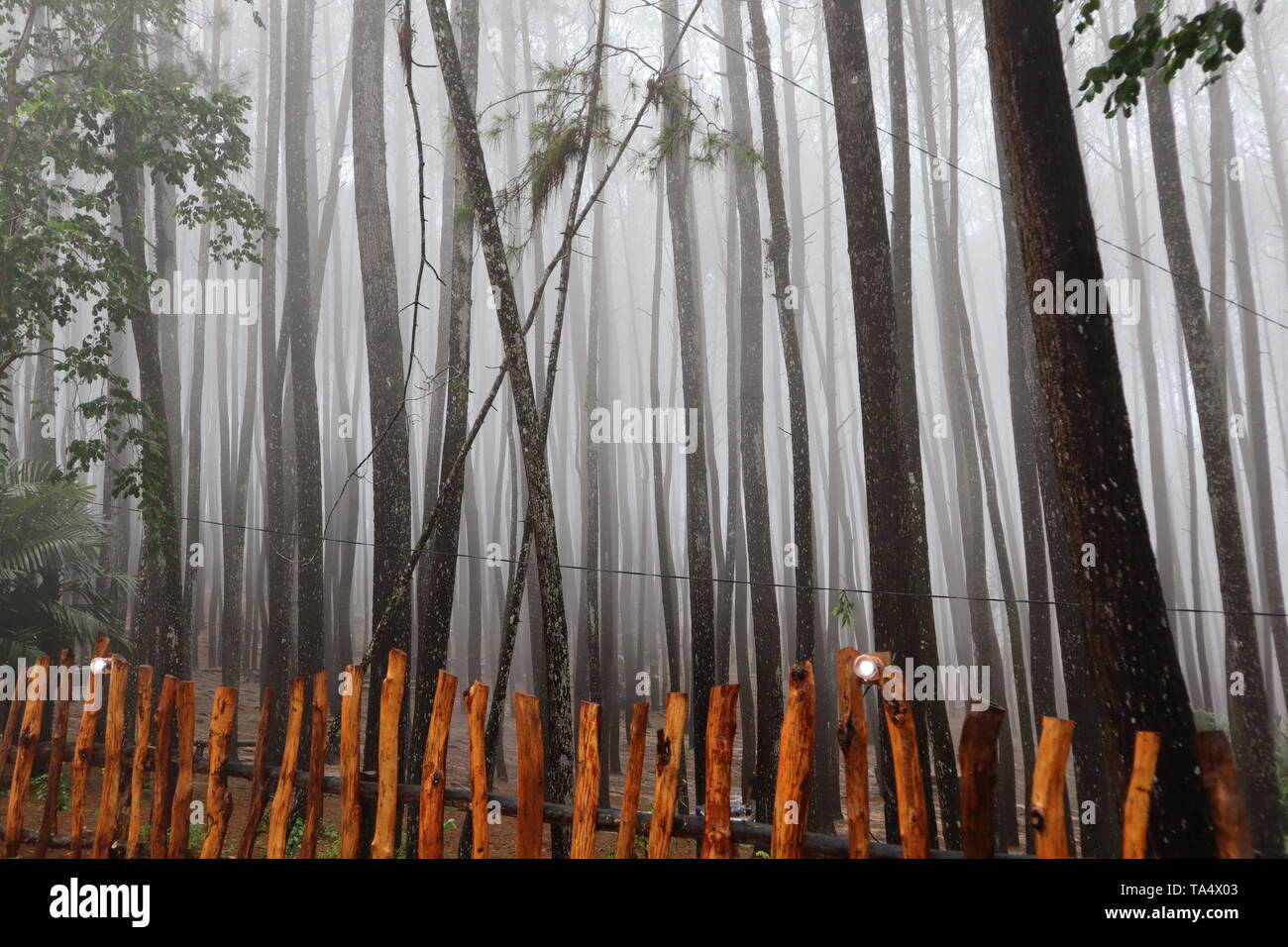 Pine Forest in Jogja Indonesia Stock Photo - Alamy