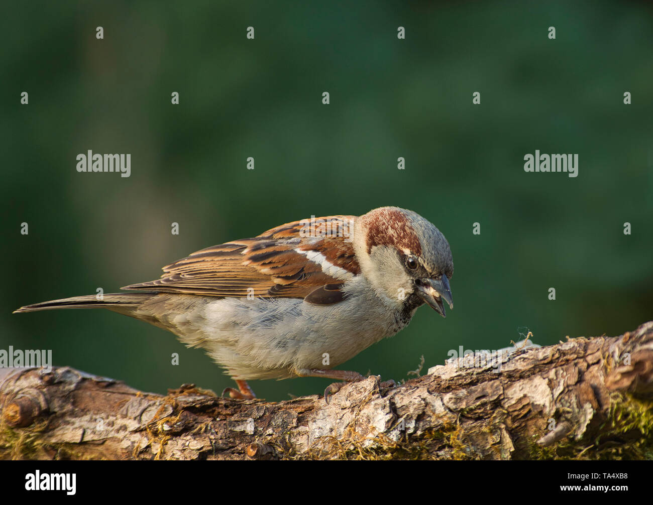 Sparrow sitting on branch spring hi-res stock photography and images ...
