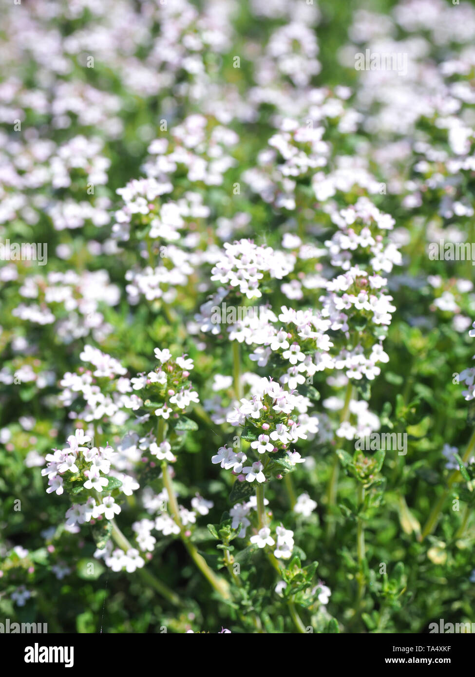 Common thyme in bloom thymus vulgaris hi-res stock photography and ...