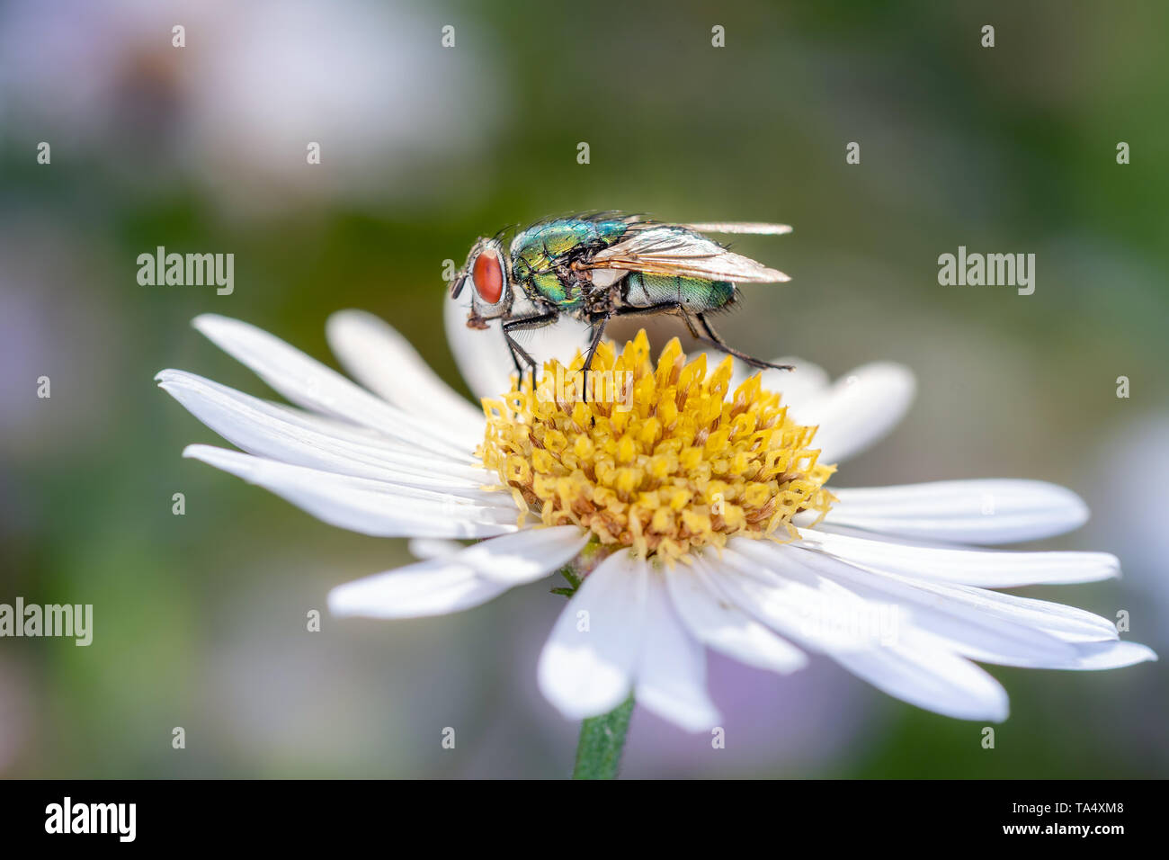 Insects protection hi-res stock photography and images - Alamy