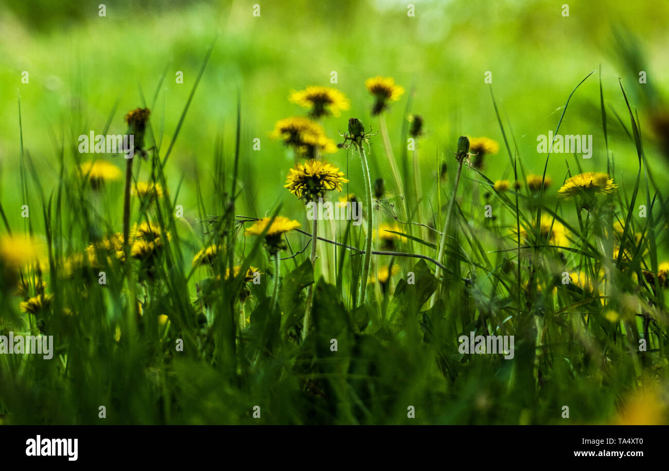 Spring. Dandelions bloomed on the glade at the forest edge Stock Photo ...