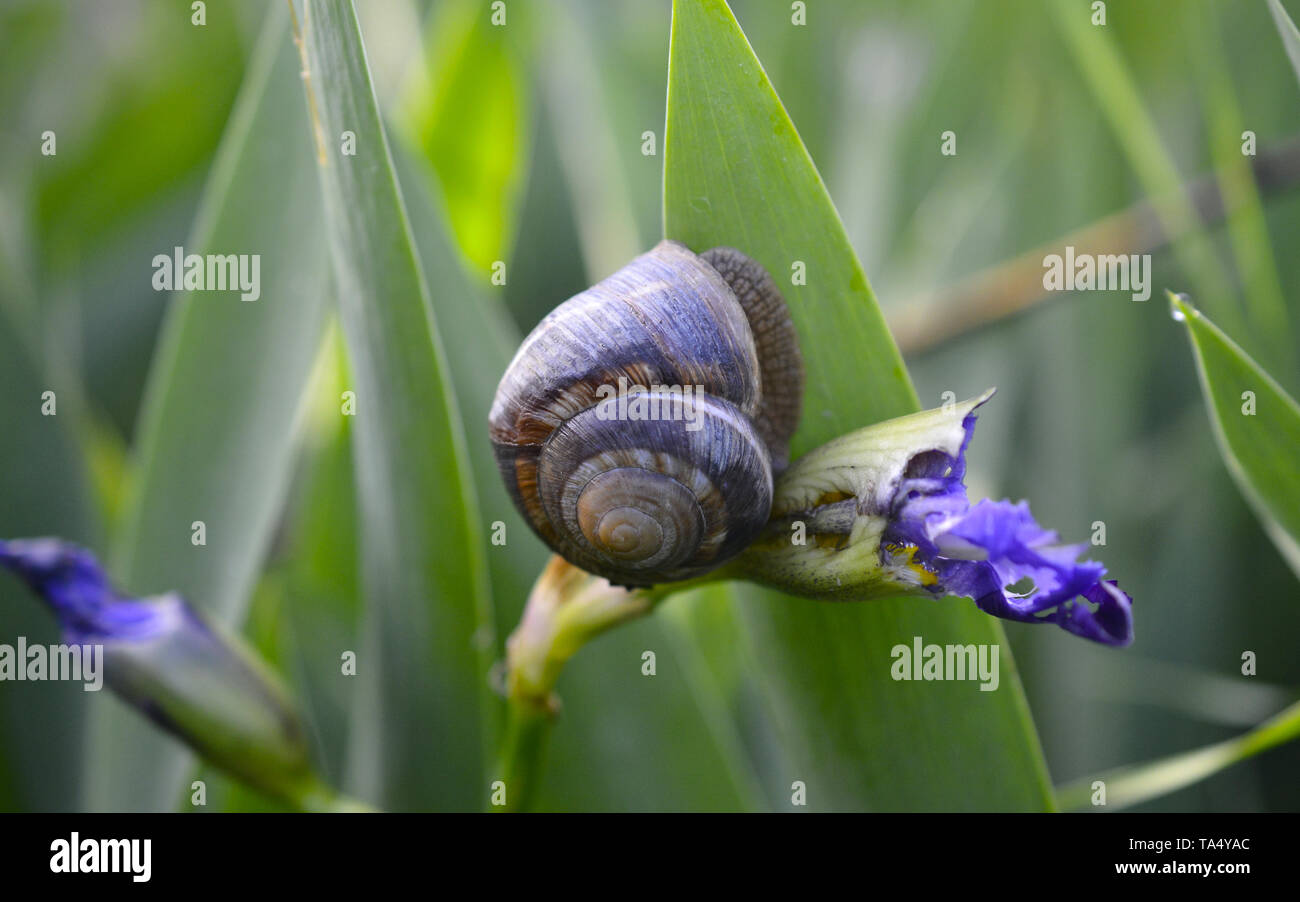 Purple flower with a snail hi-res stock photography and images - Alamy