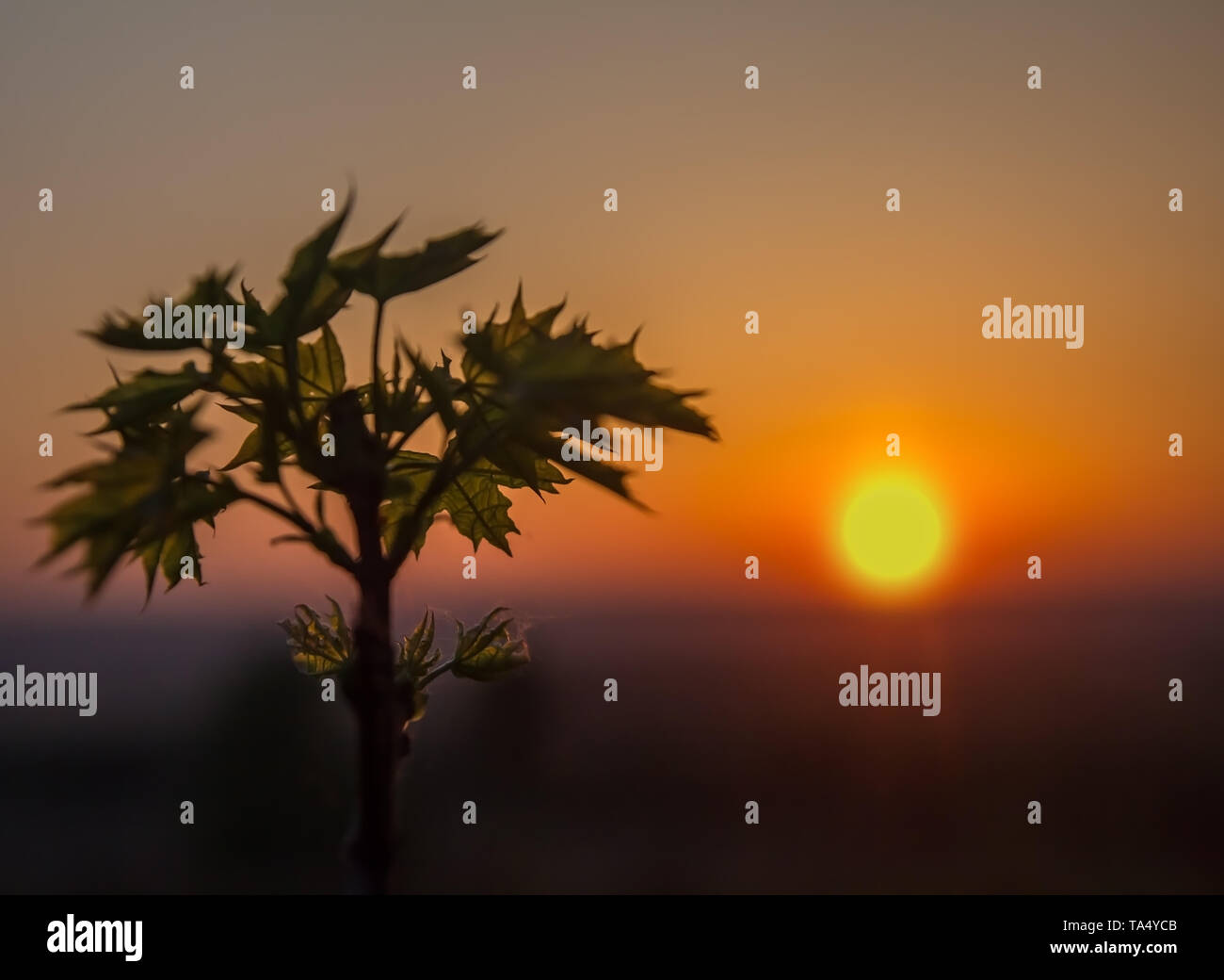 Red sunset maple tree hi-res stock photography and images - Alamy