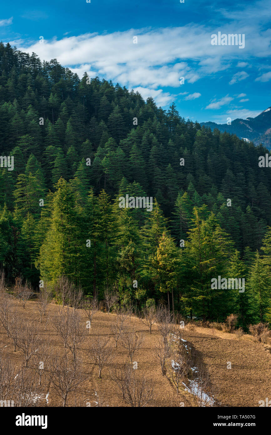 Photo of Field in Himalayas - Farming in mountains - India Stock Photo ...