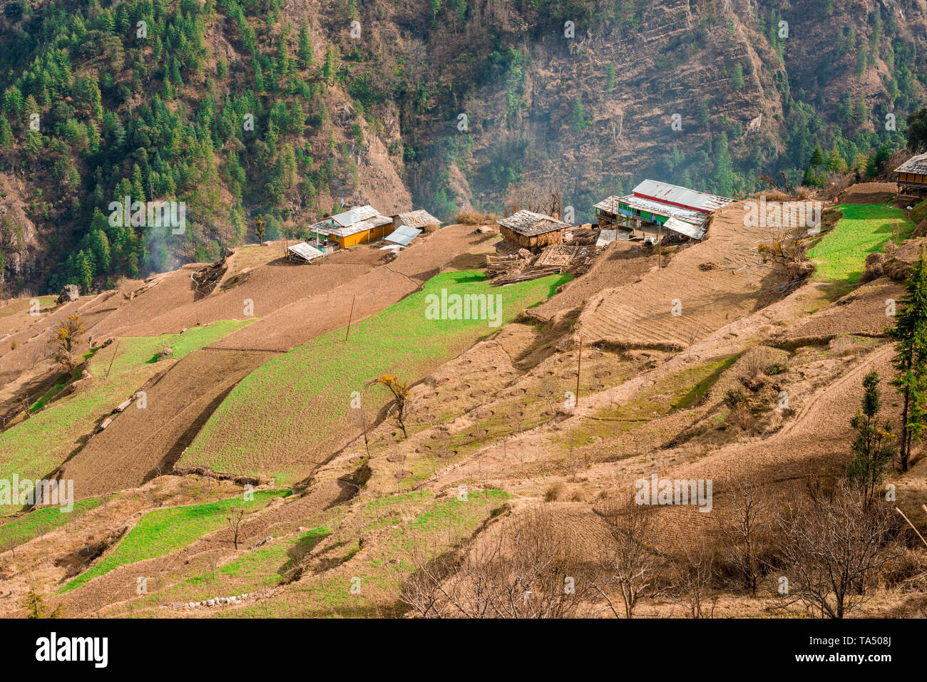 Photo of Field in Himalayas - Farming in mountains - India Stock Photo ...