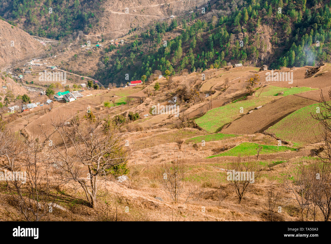 Photo of Field in Himalayas - Farming in mountains - India Stock Photo ...