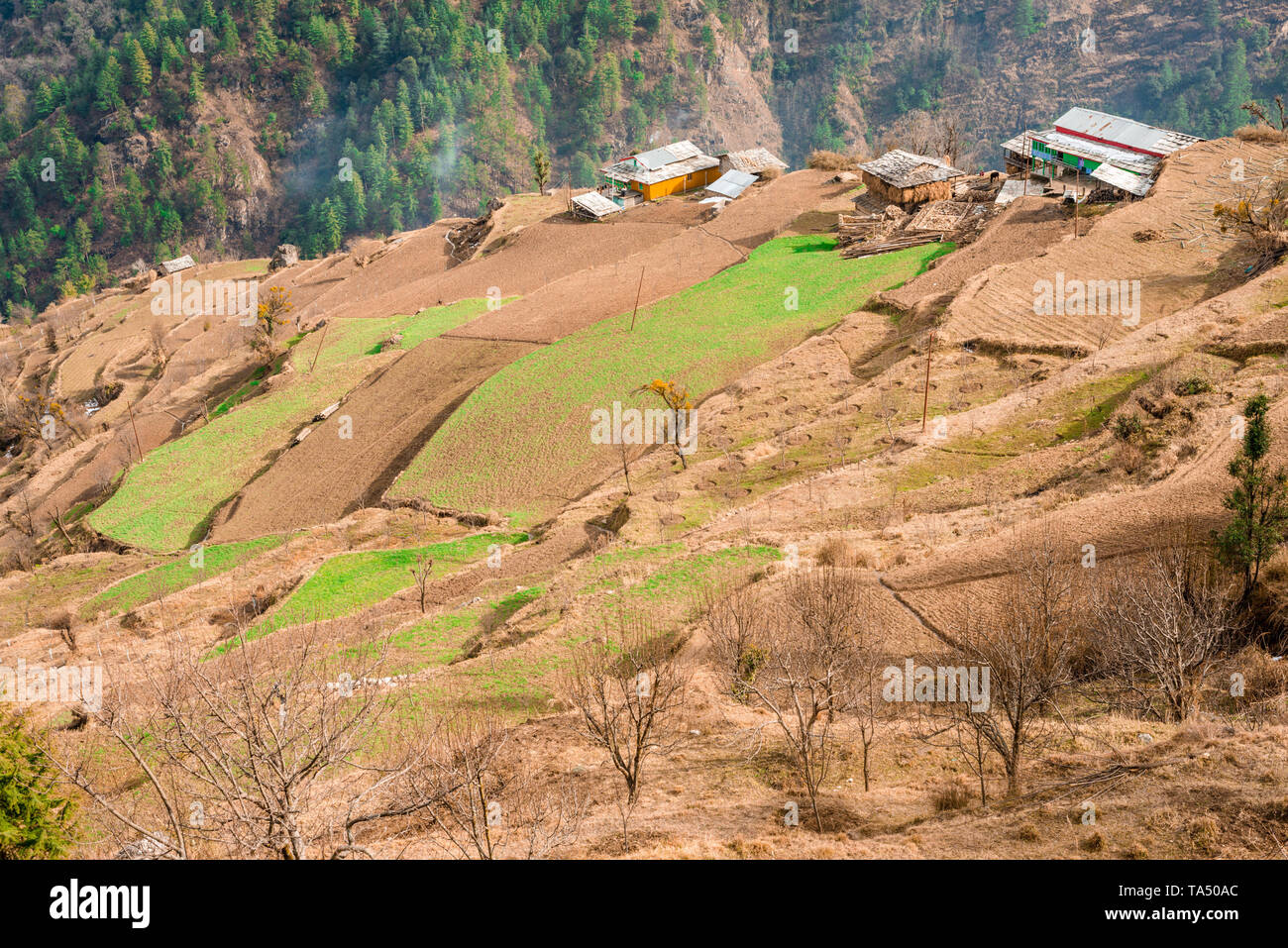 Photo of Field in Himalayas - Farming in mountains - India Stock Photo ...