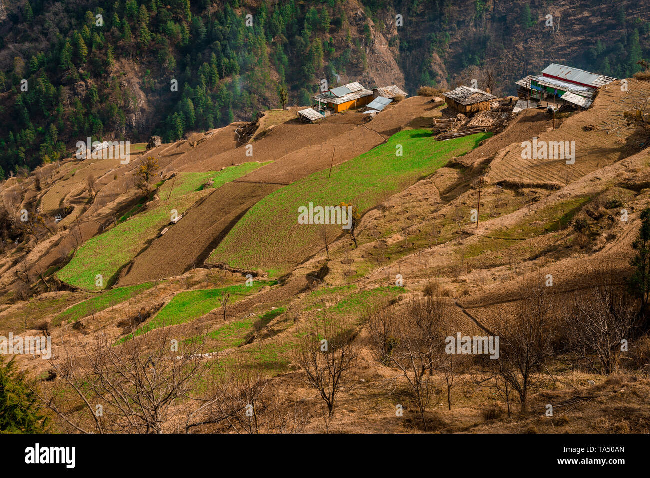 Photo of Field in Himalayas - Farming in mountains - India Stock Photo ...